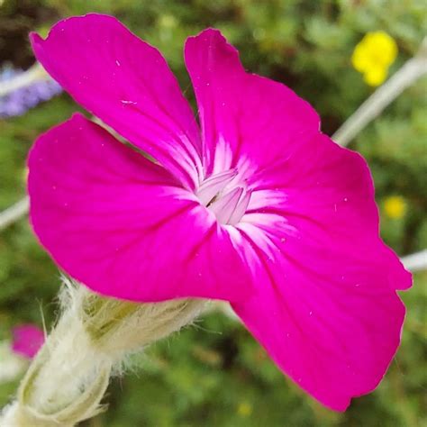 Lychnis The Vibrant And Versatile Flower For Your Garden Usa Garden Hub