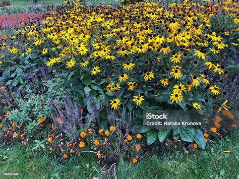 아름다운 루드베키아 꽃입니다 전통적인 가을 꽃 노란색 원뿔꽃 일광 10월에 대한 스톡 사진 및 기타 이미지 10월 8월 9월 Istock