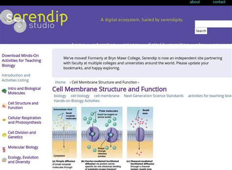 Serendip Diffusion Across A Selectively Permeable Membrane Handout For 9th 10th Grade