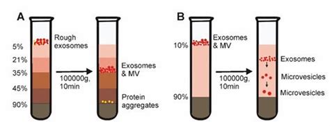 Exosome Extraction And Purification Methods Metro Tek Cities