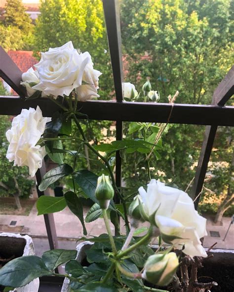 La Risa Clitórica En El Siglo X • María Milagros Rivera Garretas