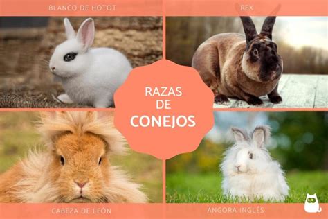 ¿de Qué Color Son Los Conejos Mundo Conejo