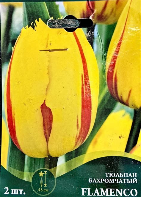 Тюльпан бахромчатый "Flamenco" | отзывы