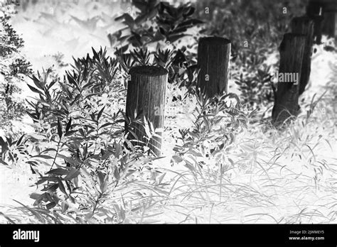 Wooden Fence Post Standing In The Summer Meadow In A Black And White