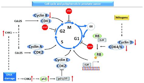 Cell Cycle And The Inhibitory Effect Of Polyphenols In Prostate Cancer