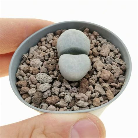 Lithops Julii Ssp Julii C297 65 Cm Aizoaceae Giromagi Vendita Piante Grasse