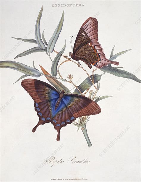 Swallowtail Butterflies Artwork Stock Image C010 8158 Science