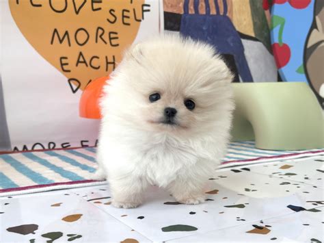 인천강아지분양 강아지분양 테디럽 인천점 토이푸들 말티즈 치와와 포메라니안 미니비숑 프렌치불독