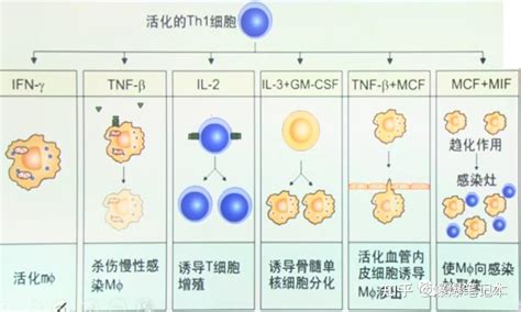 免疫应答的过程 知乎