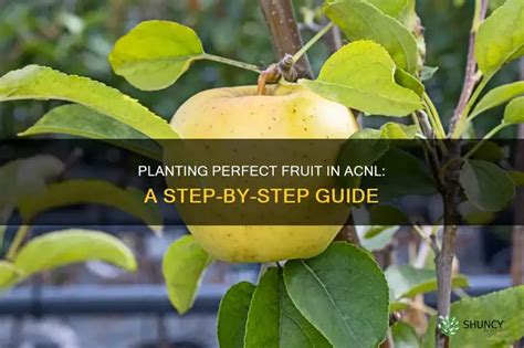 Planting Perfect Fruit In Acnl A Step By Step Guide Shuncy