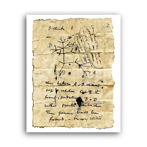 Tree Of Life Evolution Theory Of Evolution Us Images Print Images Printing Services Online