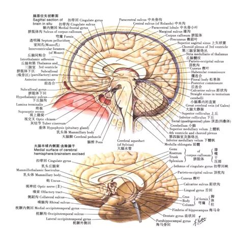 最强大脑：带你探秘人体“cpu”！ 小脑