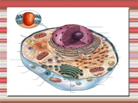 Биологийн хичээл