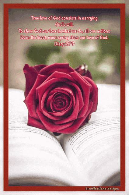 Flower Flowers  Flower Flowers Beautiful Discover And Share S