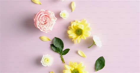 분홍색 배경에 머그잔과 꽃이 있는 창의적인 구성 허브 티 개념입니다 사진 Unsplash의 컨셉 아트 이미지