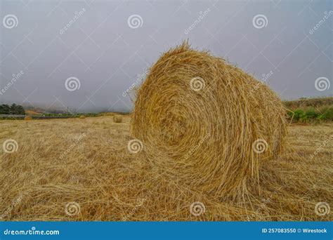 Round Hay Bale In The Foreground Of Rural Field Under And Overcast Sky