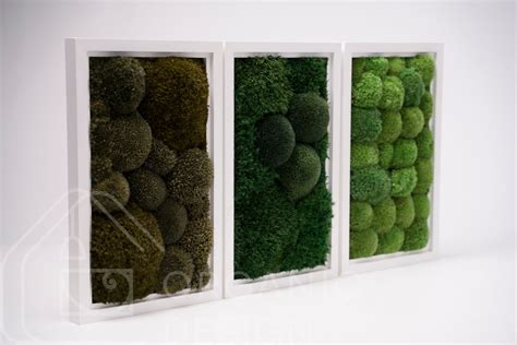 Каталог Стабілізованих Мохів Рослин і Квітів Преміум Якість