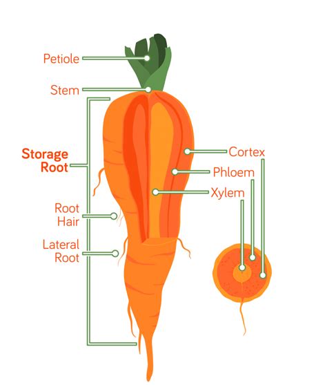 What Is A Carrot Shape A Guide To Various Types Of Carrots Nlne