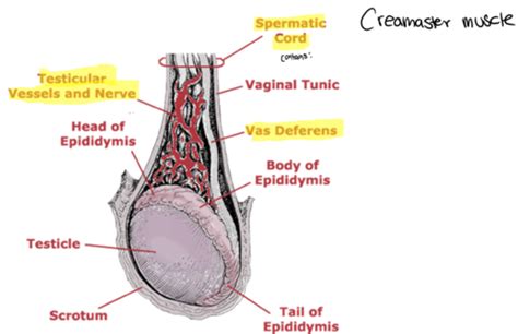 Surgery Review Flashcards Quizlet