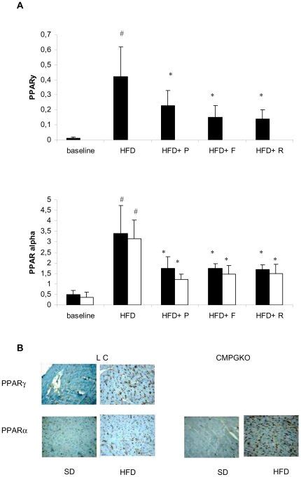 A Effect Of Six Weeks Ppar Agonists Treatments On Pparγ And Pparα