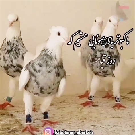 کفتر بازی لات