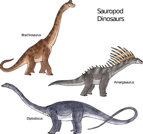 What Is A Sauropod Dinosaur