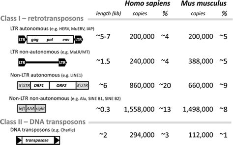 Transposable Elements Overview Of Two Major Classes Of Transposable Download Scientific