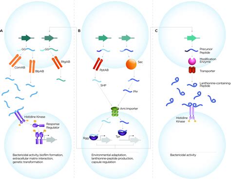 肺炎链球菌的社交网络 谷禾健康