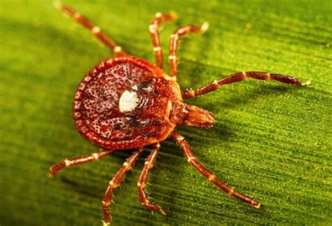 This Tick Bite Can Cause Alpha Gal Syndrome—making You Allergic To Meat