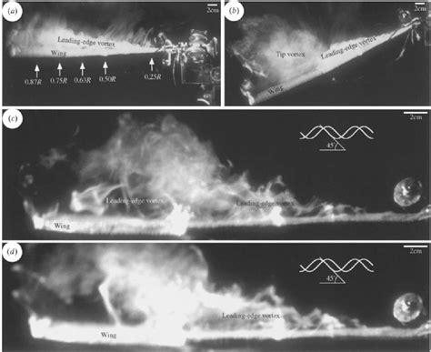 Flow Visualization Of The Leading Edge Vortex During The Downstroke Download Scientific