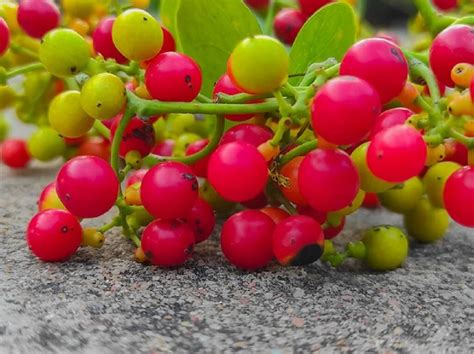 Green Giloy Capsule Tinospora Cordifolia Capsules Neem Giloy 60