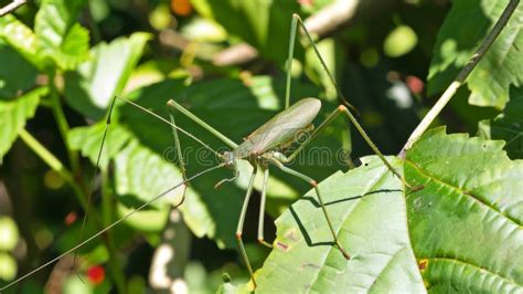 A Large Green Bug With Long Antennae On A Leaf Ai Stock Image Image Of Long Branch 322372697