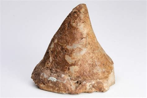 21 Ordovician Monoplacophoran Gasconadeoconus Missouri 204288