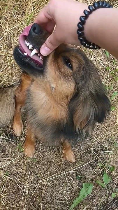 залезла в пасть😱 рекомендации Youtube