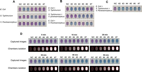 Colorimetric Qualitative And Quantitative Of Lamp Assay A Monoplex