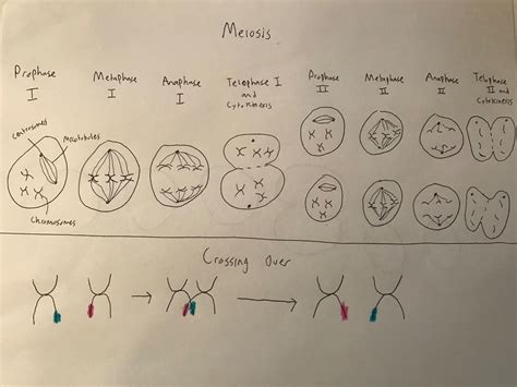 Meiosis And Mitosis Hemochromatosis