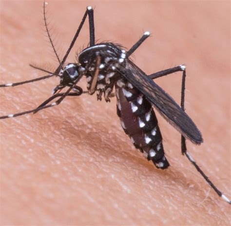 Pest Control Exterminators In New York City Brooklyn And Queens 24