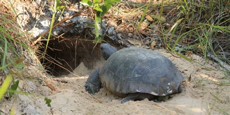 Gopher Tortoise Habitat And Facts
