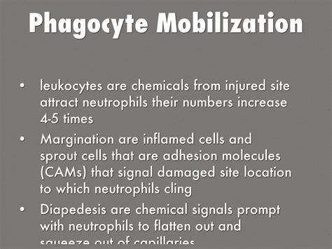 Immune System By Alexandriamurphy16