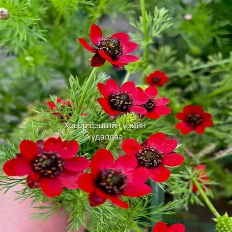 Цэцгийн Үр 🌾🌿🌱АДОНИС🍀🌱🌿 🌺Үзэсгэлэнт тод улаан цэцэгтэй Удаан хугацаанд цэцэгтэйгээ байдаг 🌺