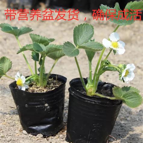 盆栽草莓的全过程，从育苗到采摘，让你轻松上手