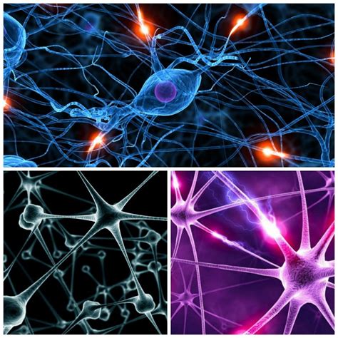 Tipos De Neuronas Con Sus Características Más Importantes Salud Mental