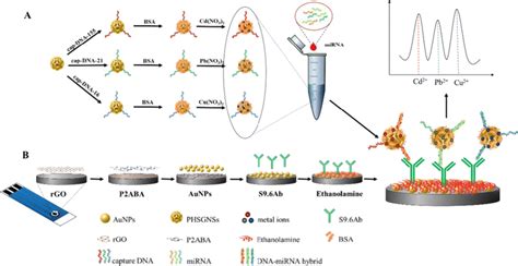 Schematic Of Electrochemical Biosensor Of Mirna 155 Mirna 21 And Download Scientific Diagram