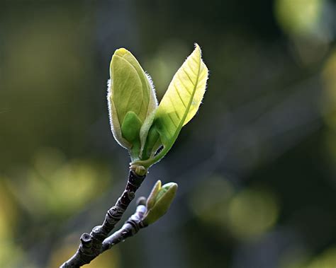 자연 겔러리 노란 목련