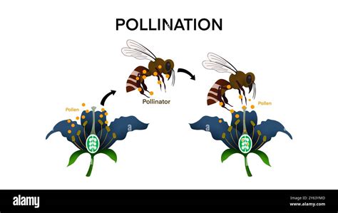 Pollination Diagram Showing Pollination With Flower And Bee Process