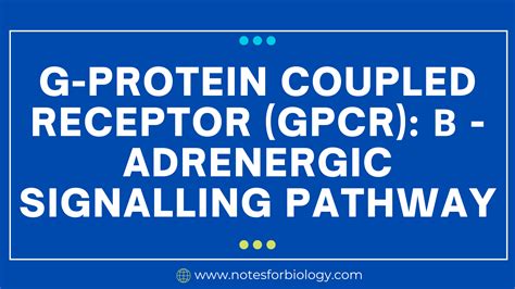 G Protein Coupled Receptor Gpcr β Adrenergic