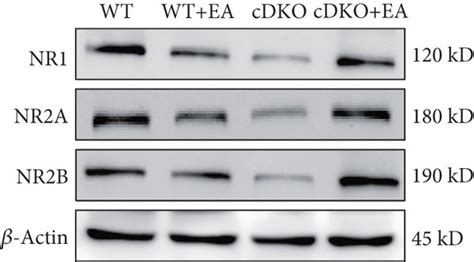 Ea Treatment Improves Impaired Ltp At Sc Ca1 Synapses And Level Of Nmda