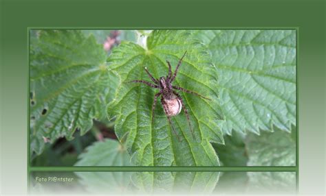 Wolfspin Groene Vingers