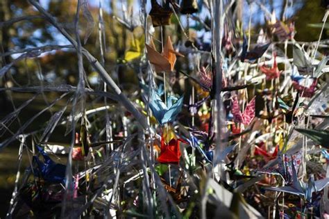 5564319 Web1 Ptr TreeofLife4years15 102822