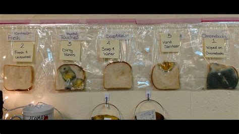 Teachers Moldy Bread Experiment Shows Importance Of Washing Hands